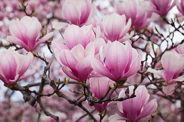 How to Plant and Grow Magnolia with J. Parker's