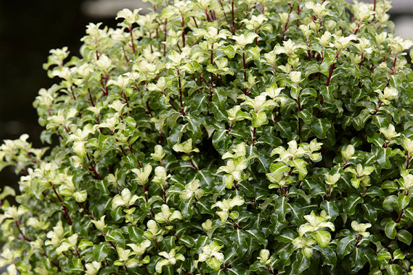 How to Plant and Grow Pittosporum with J. Parker's