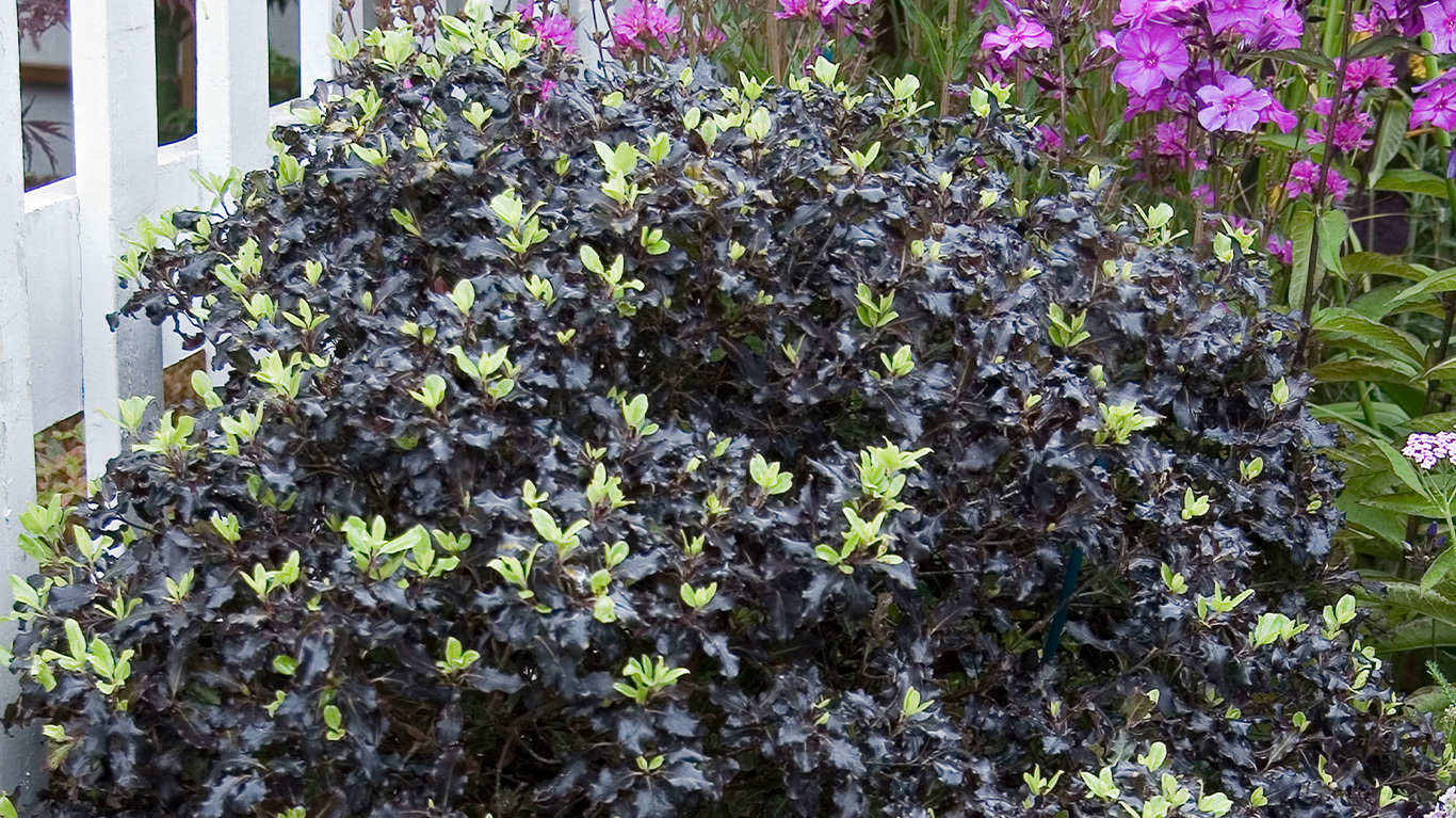 How to Plant and Grow Pittosporum with J. Parker's