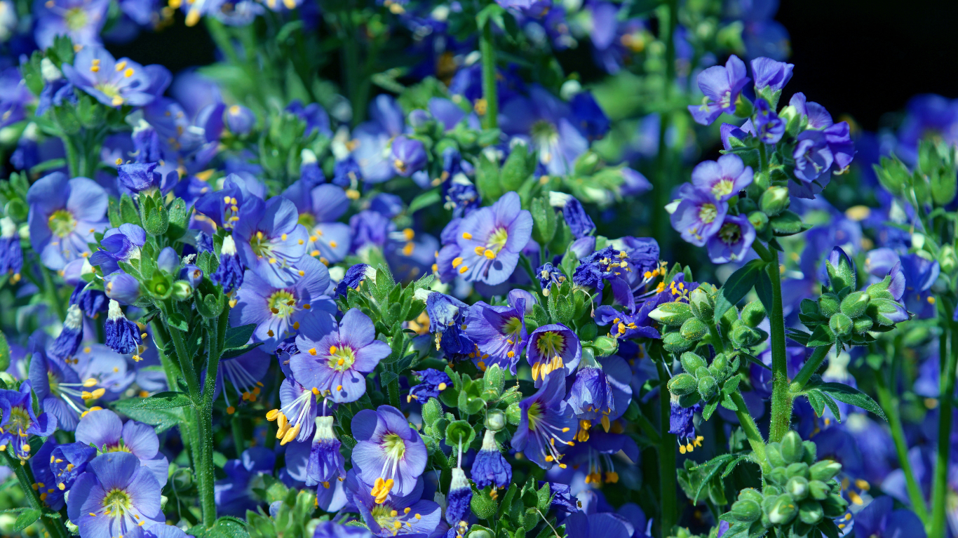 How to Plant and Grow Polemonium with J. Parker's