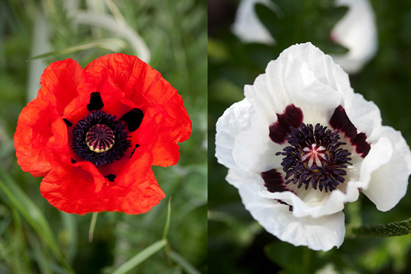 How to Plant and Grow Poppies with J. Parker's
