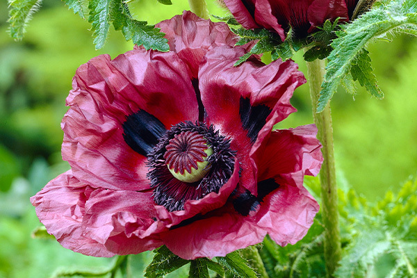 How to Plant and Grow Poppies with J. Parker's