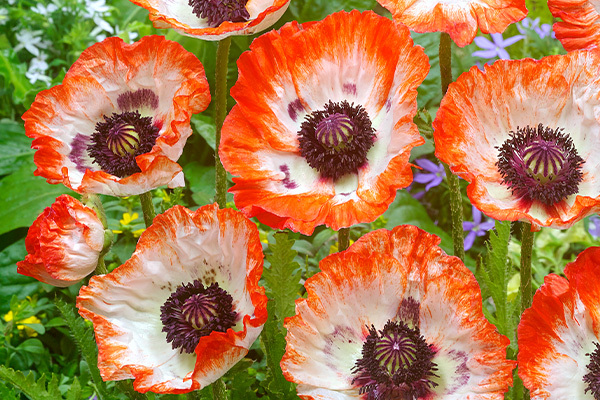 How to Plant and Grow Poppies with J. Parker's