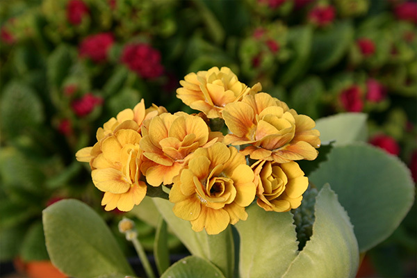 How to Plant and Grow Primula with J. Parker's