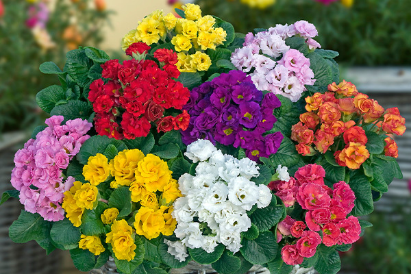 How to Plant and Grow Primula with J. Parker's