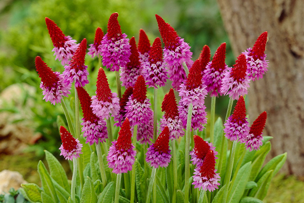 How to Plant and Grow Primula with J. Parker's