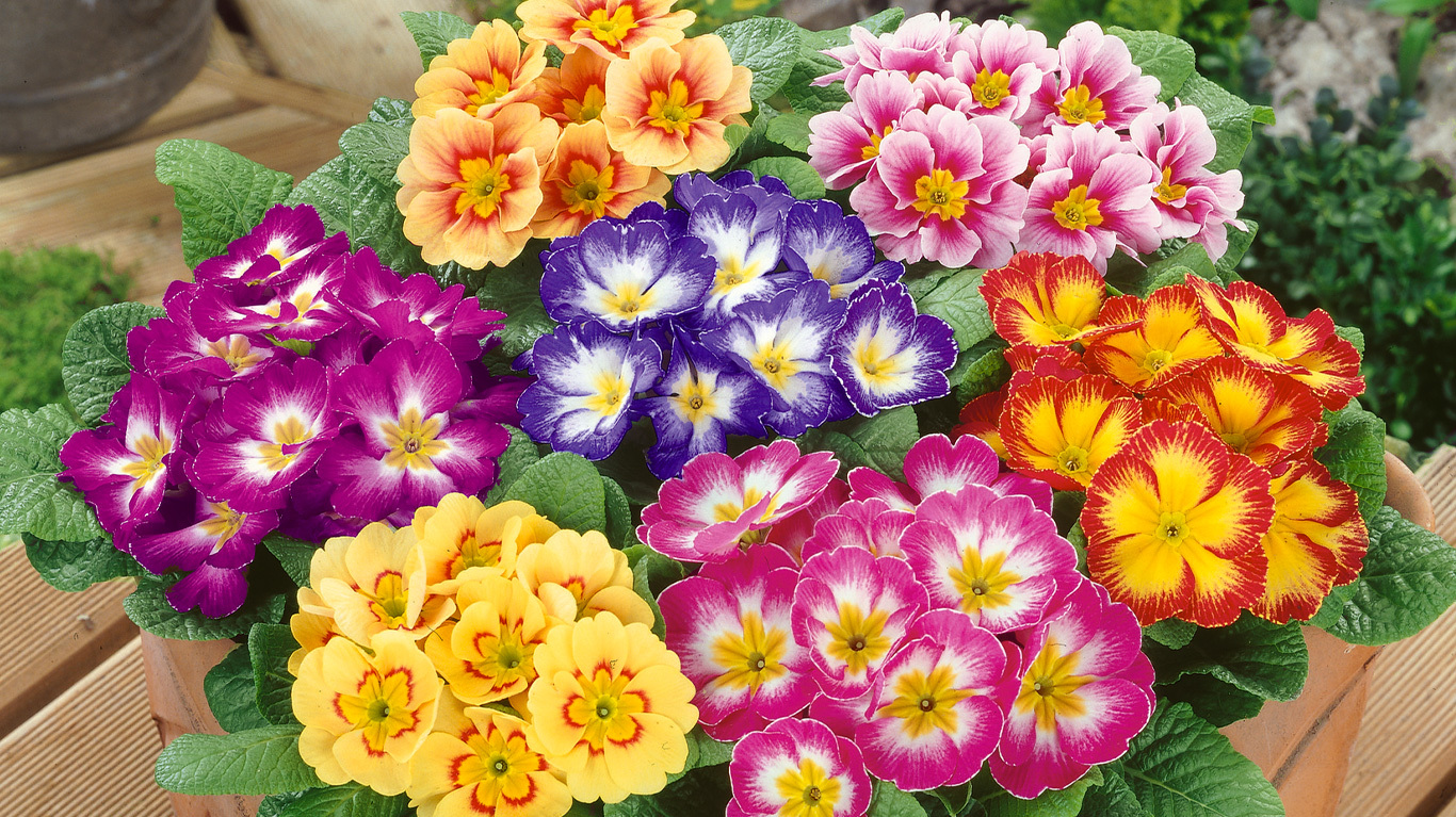 How to Plant and Grow Primula with J. Parker's
