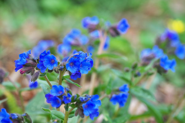 How to Plant and Grow Pulmonaria with J. Parker's