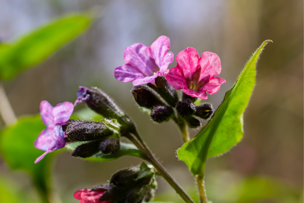 How to Plant and Grow Pulmonaria with J. Parker's