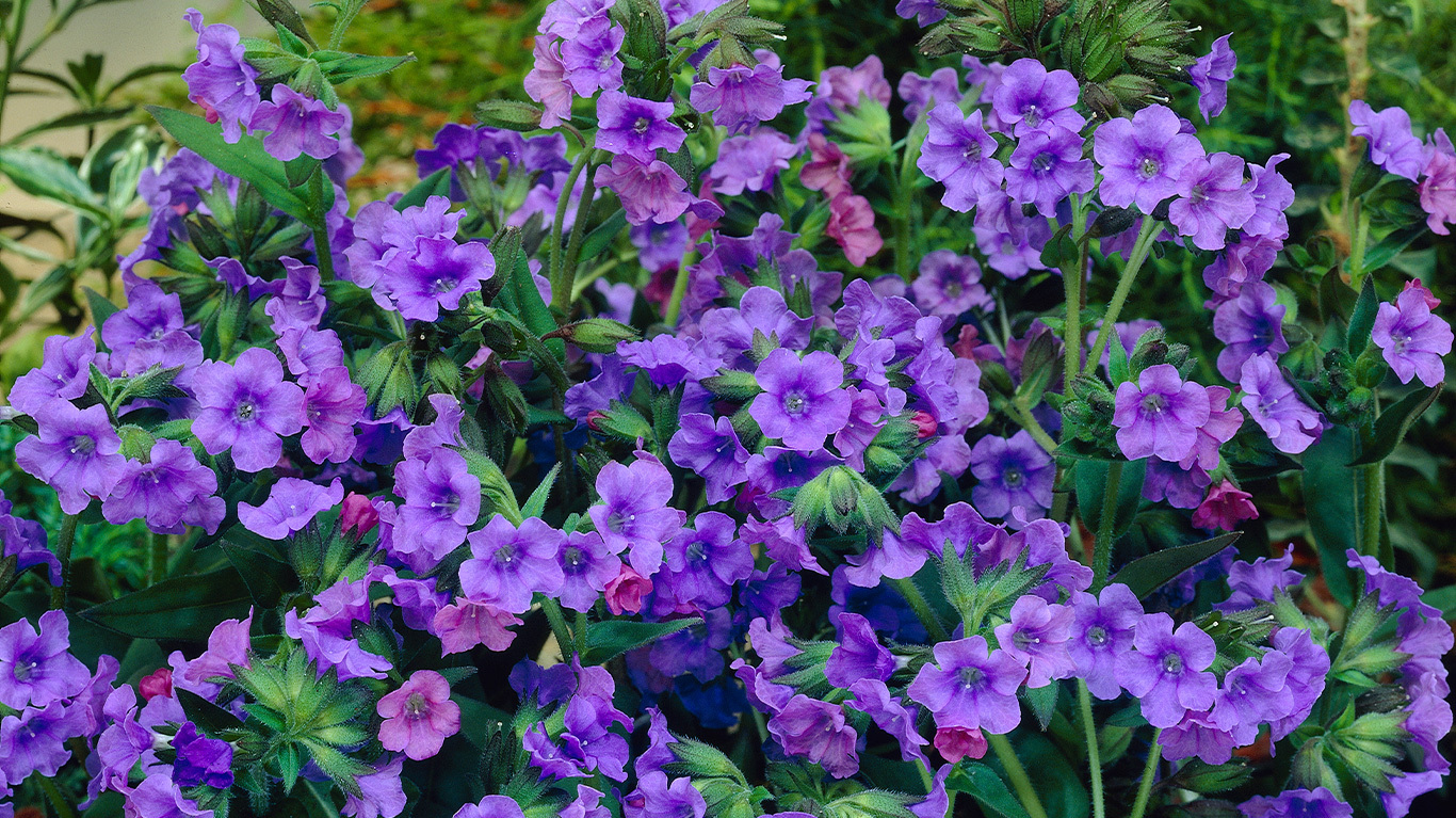 How to Plant and Grow Pulmonaria with J. Parker's