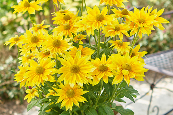 How to Plant and Grow Rudbeckia with J. Parker's