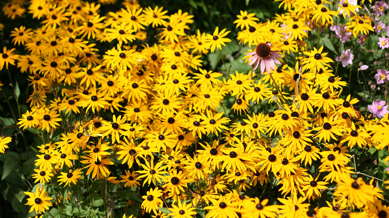 How to Plant and Grow Rudbeckia with J. Parker's