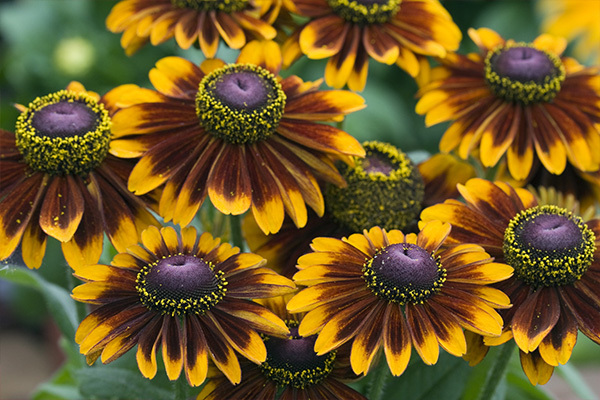 How to Plant and Grow Rudbeckia with J. Parker's