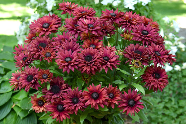 How to Plant and Grow Rudbeckia with J. Parker's