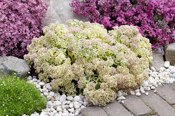 How to Plant and Grow Sedum with J. Parker's