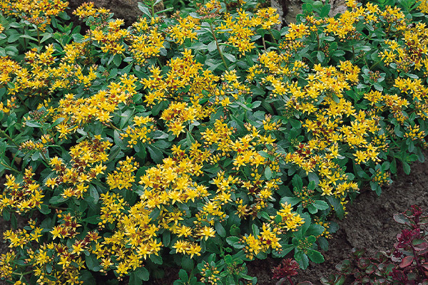 How to Plant and Grow Sedum with J. Parker's
