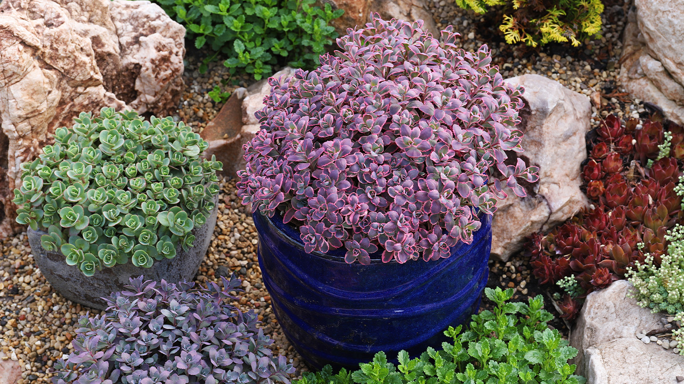 Sedum Plant Sedum Roots Chocolate Cherry | Spring Flower Bulbs | Eden