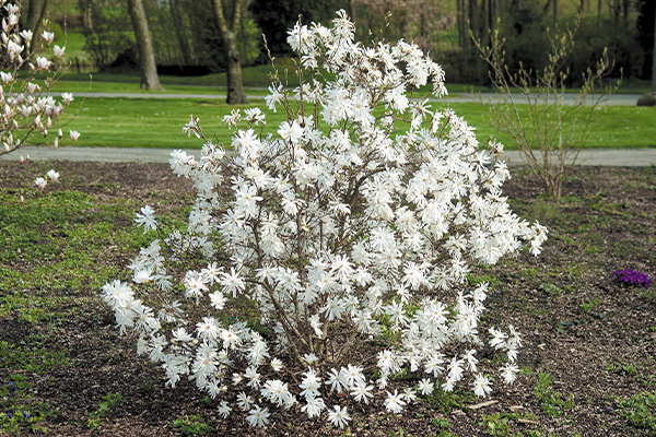 How to Plant and Grow Magnolia with J. Parker's