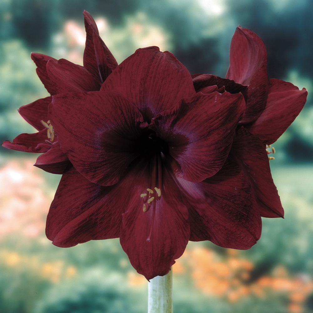 Flower Bulbs For Gardens | J Parker Dutch Bulbs