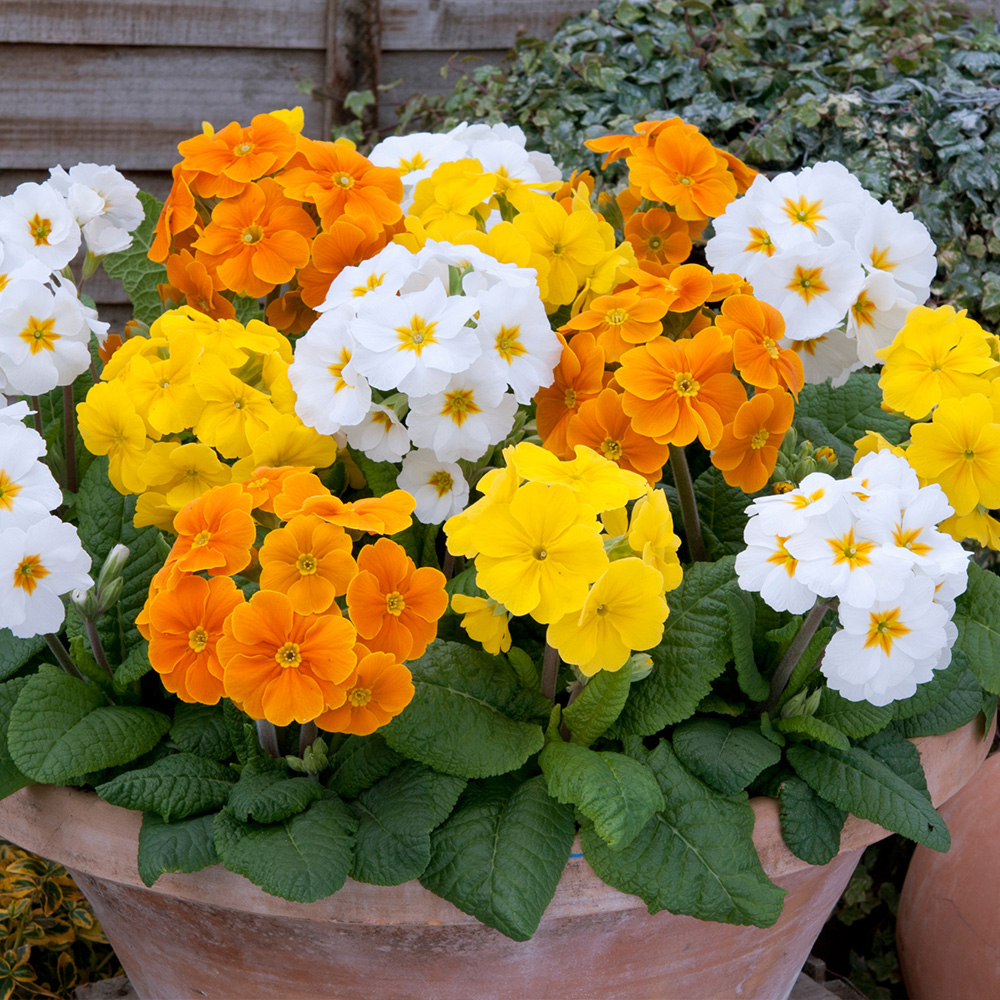 Bedding Plants for the Garden | J Parkers Bulbs