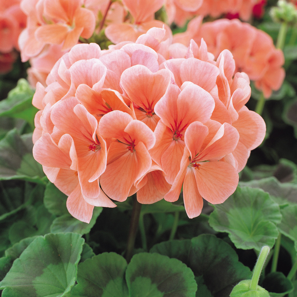 Bedding Plants for the Garden | J Parkers Bulbs
