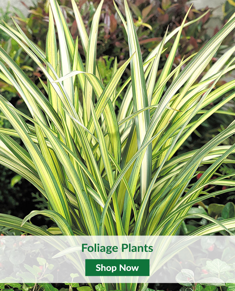 J. Parker's - Garden Plants & Bulbs