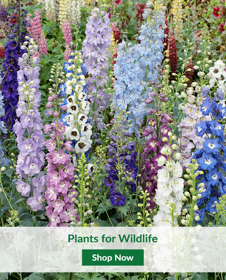 J. Parker's - Garden Plants & Bulbs