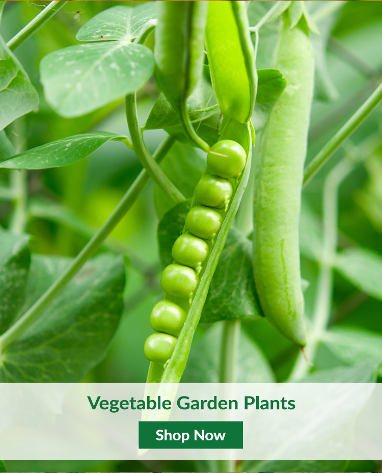 J. Parker's - Garden Plants & Bulbs