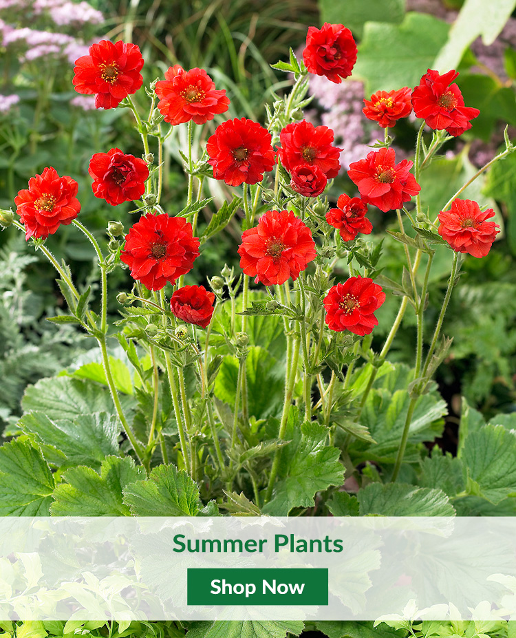 J. Parker's - Garden Plants & Bulbs