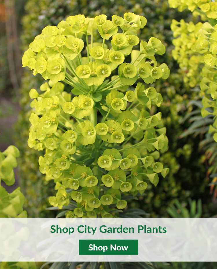 J. Parker's - Garden Plants & Bulbs