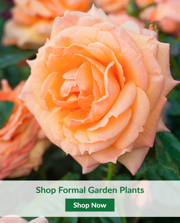 J. Parker's - Garden Plants & Bulbs