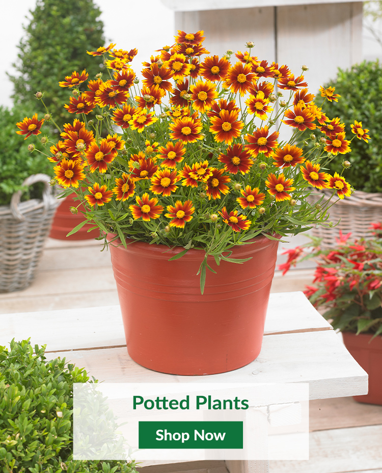 J. Parker's - Garden Plants & Bulbs