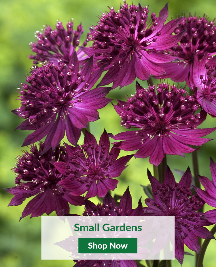 J. Parker's - Garden Plants & Bulbs