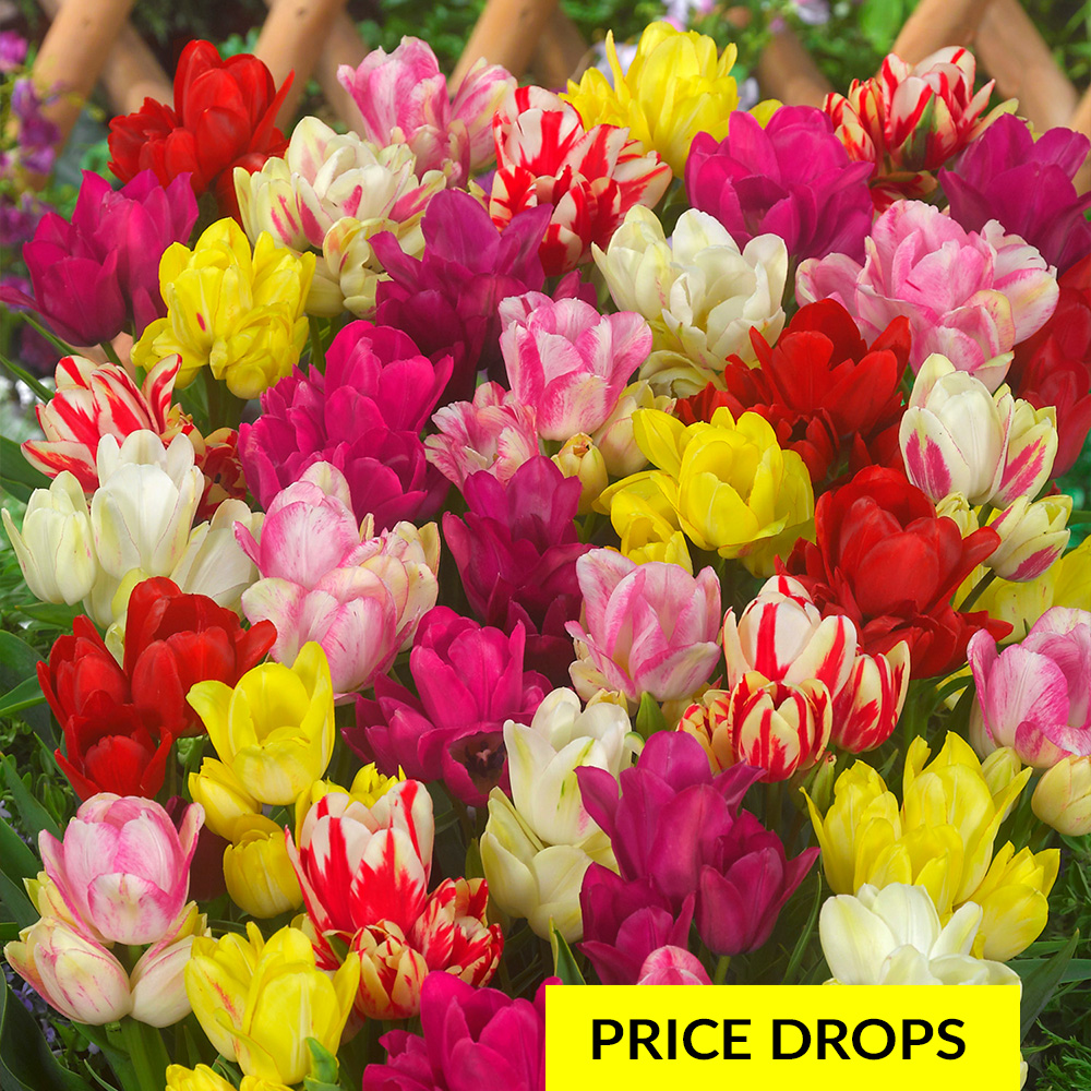 Top Offers | J. Parker's Dutch Bulbs