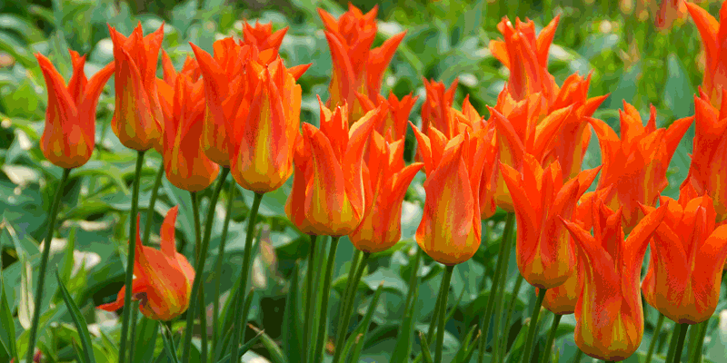 Tulip Bulbs For Sale Online | J Parkers Dutch Bulbs
