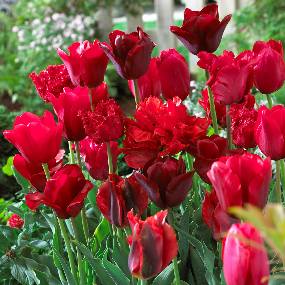 Tulip Bulbs by Colour | Shop Tulip Colours | J. Parker's