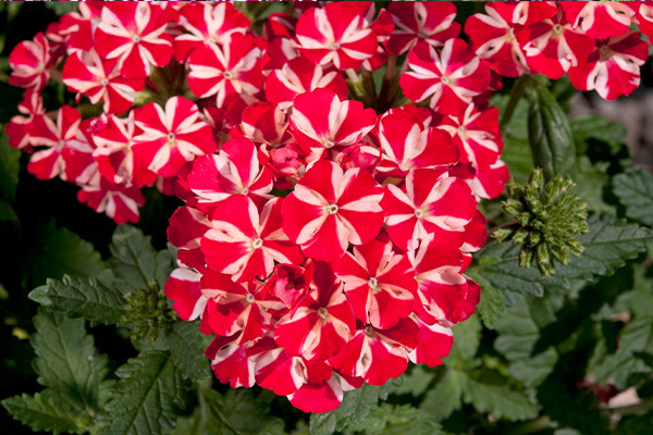 How to Plant and Grow Verbena with J. Parker's