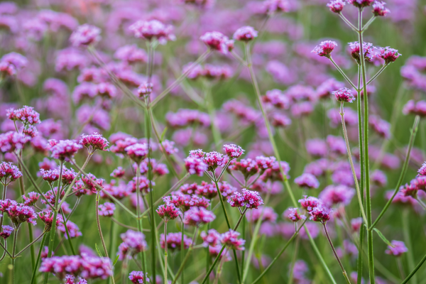 How to Plant and Grow Verbena with J. Parker's