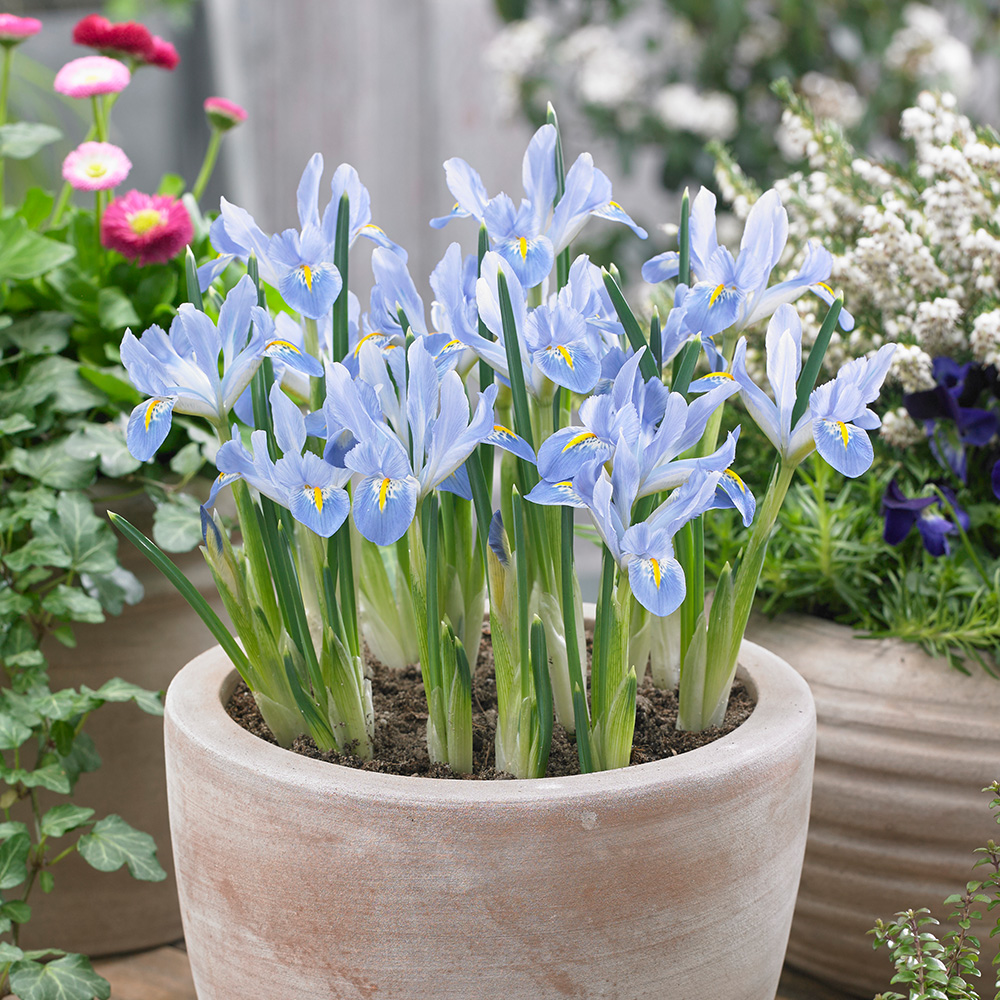 Iris Spring Flowering Collection - JParkers