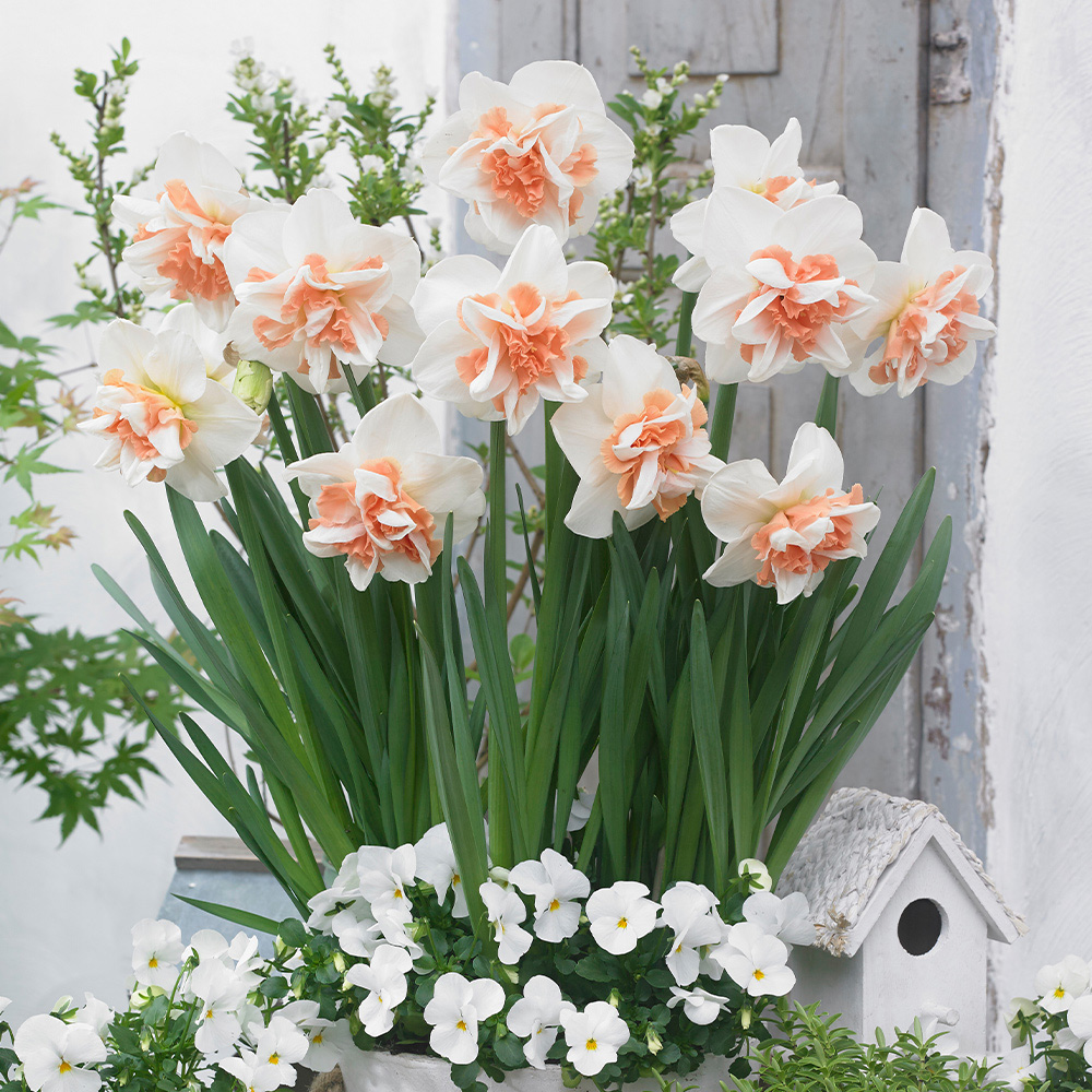 Narcissus Double Daffodil Collection | J.Parker's