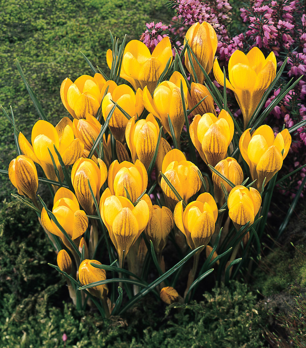Buy 125 Crocus Species Collection at jparkers.co.uk
