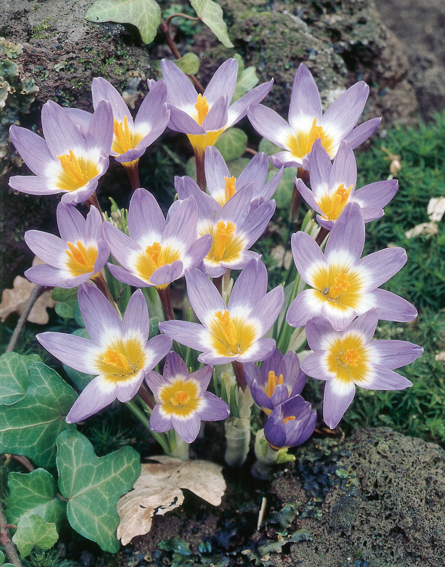 100 Crocus Species Winter Flowering Collection - JParkers