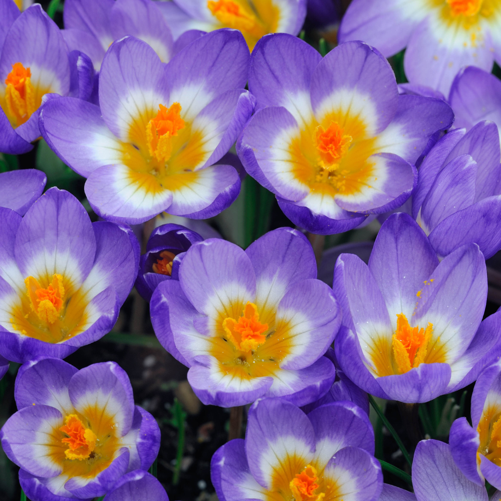 Buy 125 Crocus Species Collection at jparkers.co.uk