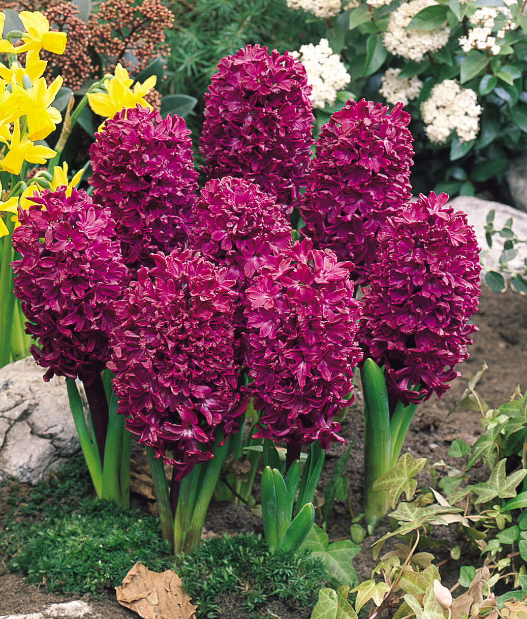Bedding Sized Hyacinth Collection 14/15cm - JParkers