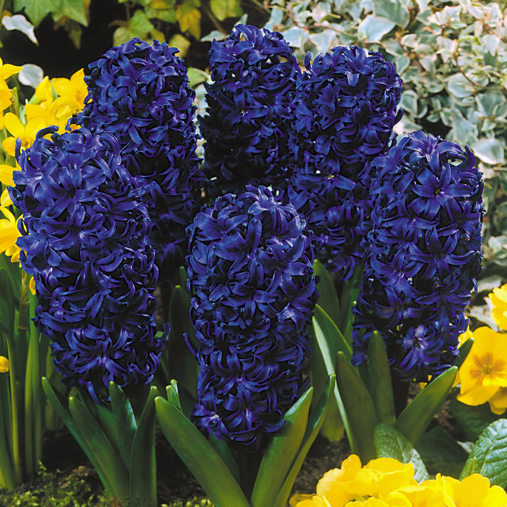 Top Size Hyacinths 17-18cm - JParkers