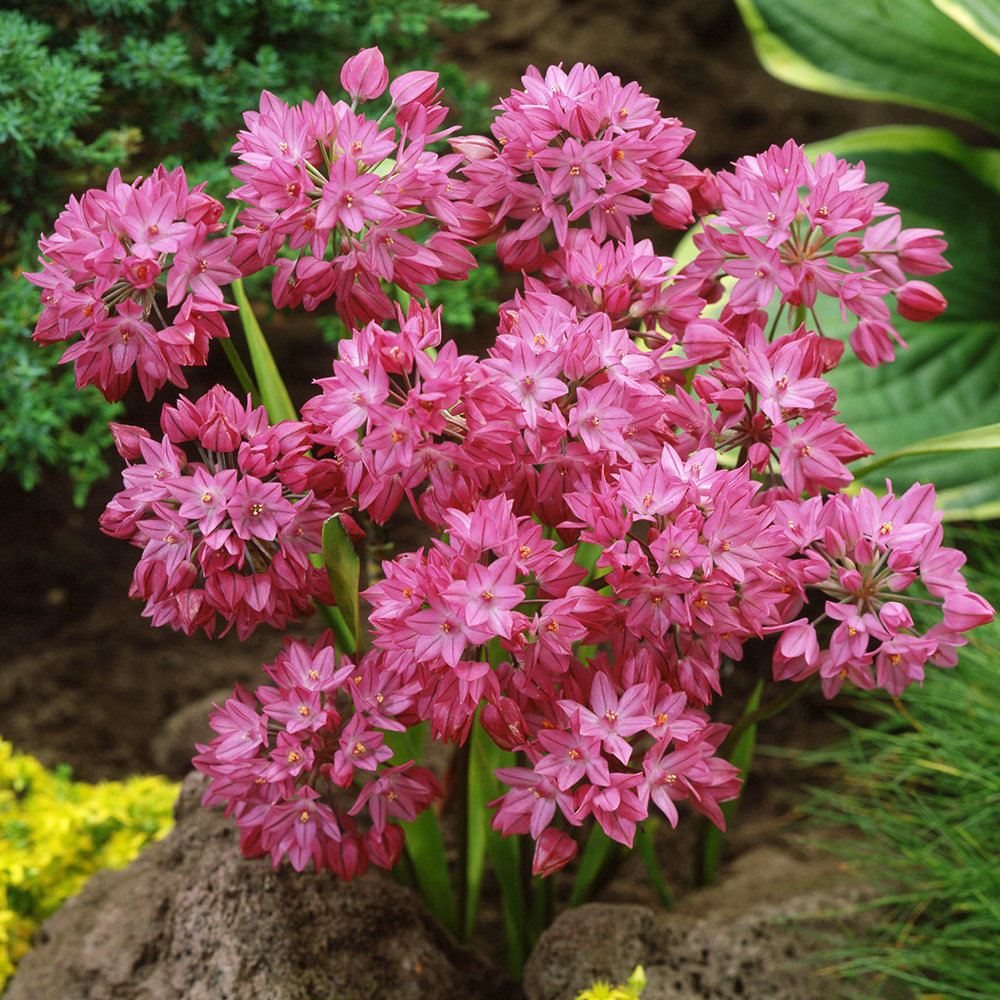 Buy Small Flowering Allium Collection at jparkers.co.uk