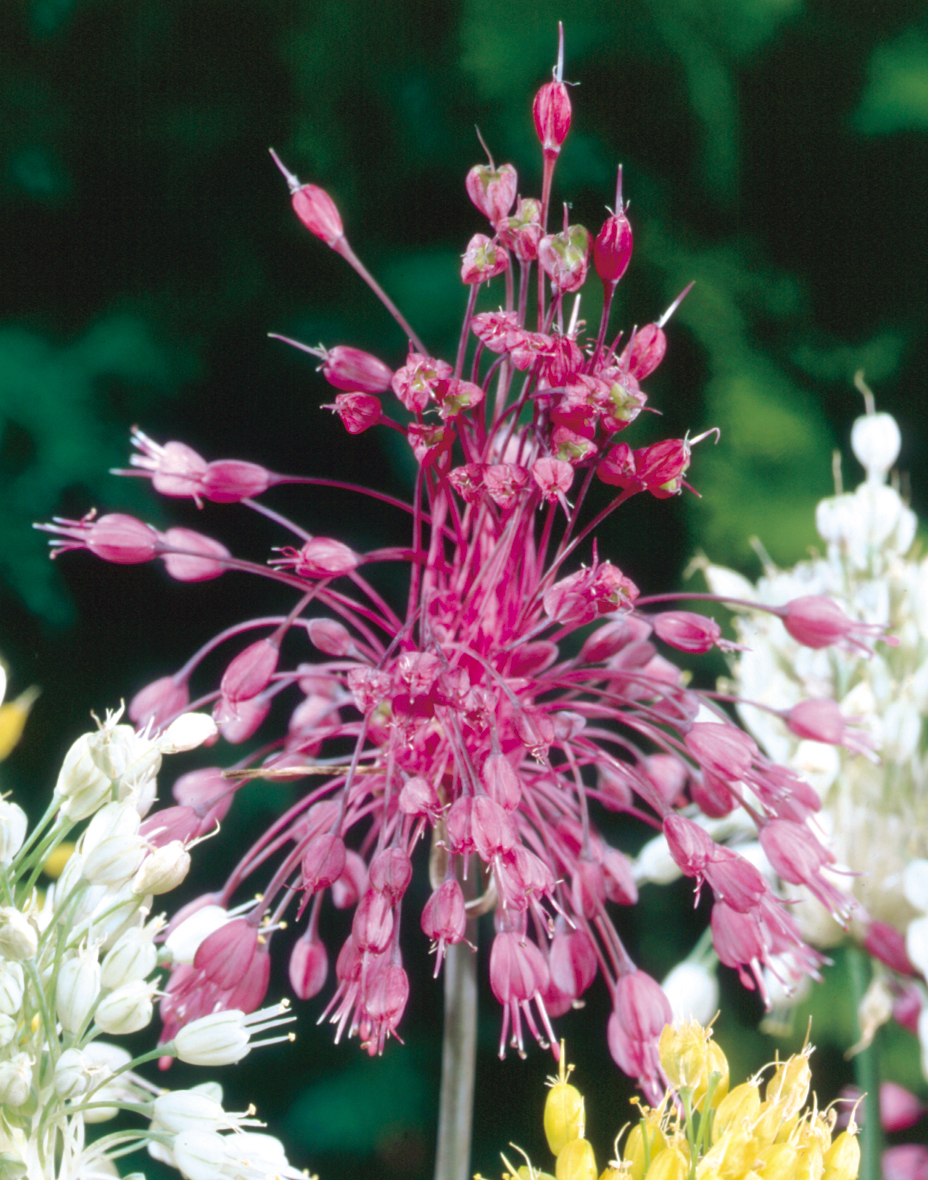 Firework Allium Collection - JParkers