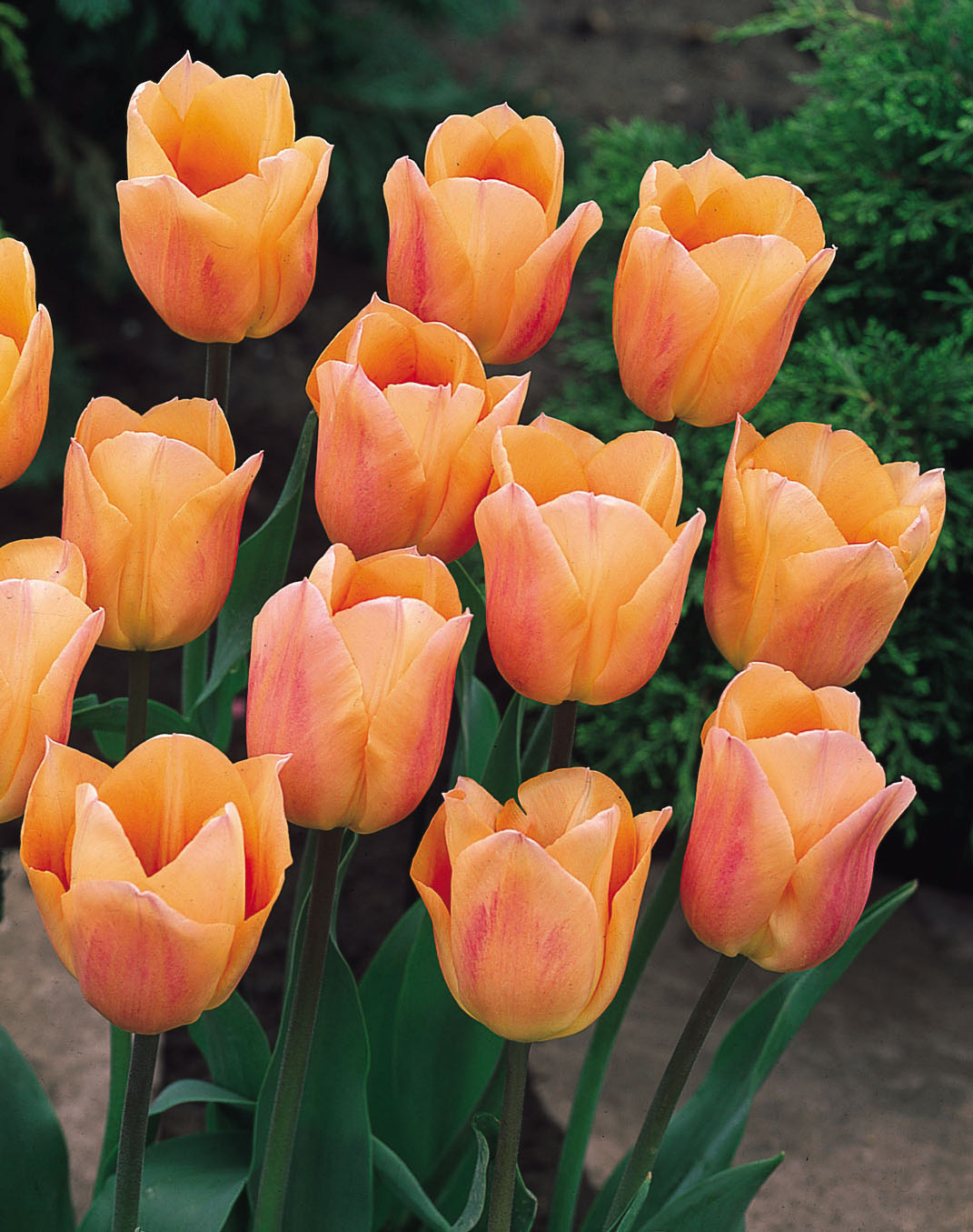 Tulip Short Single Collection (Saver Sized) at J.Parker's