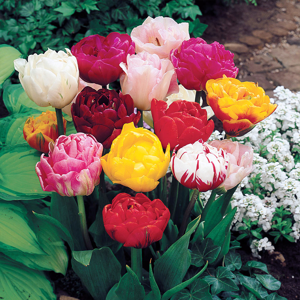 Buy Tulip Mixtures Collection 2 | J Parker's