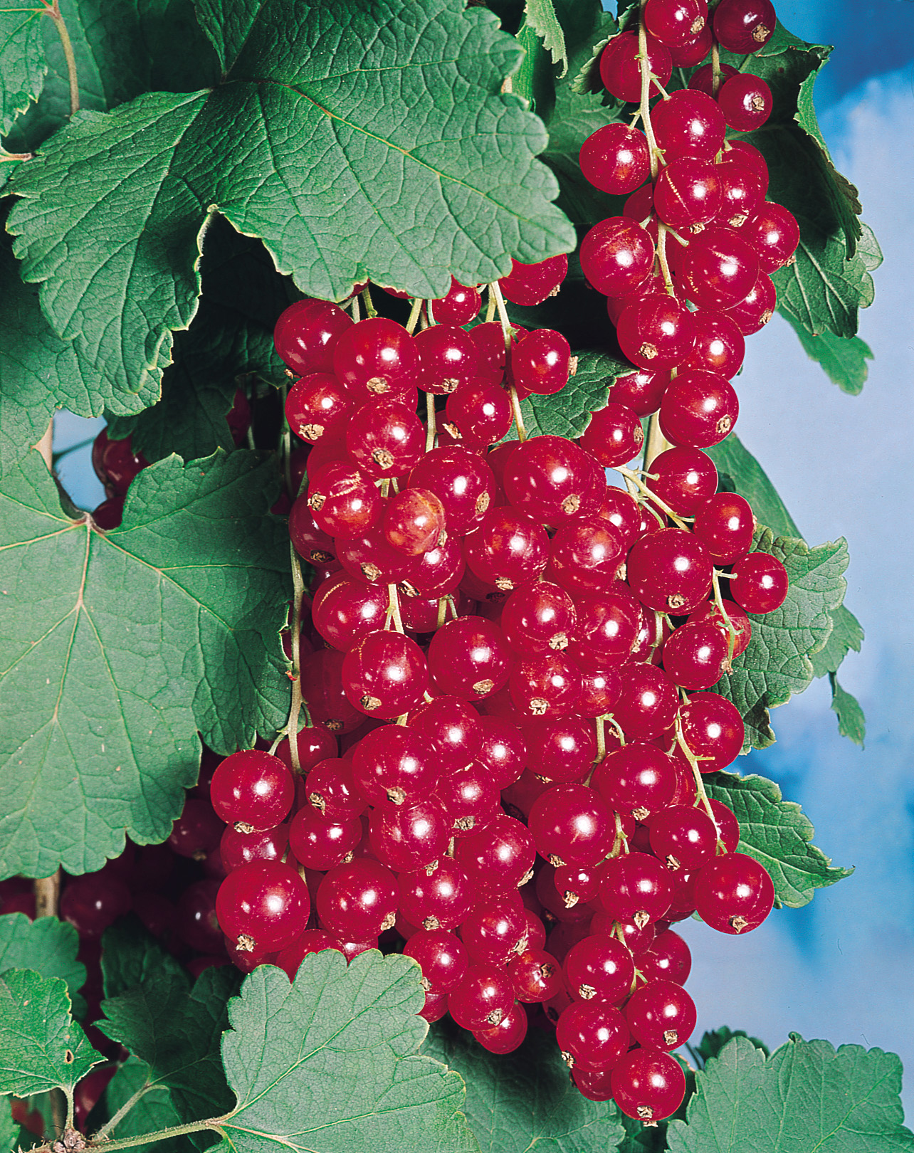 Currant Collection - JParkers